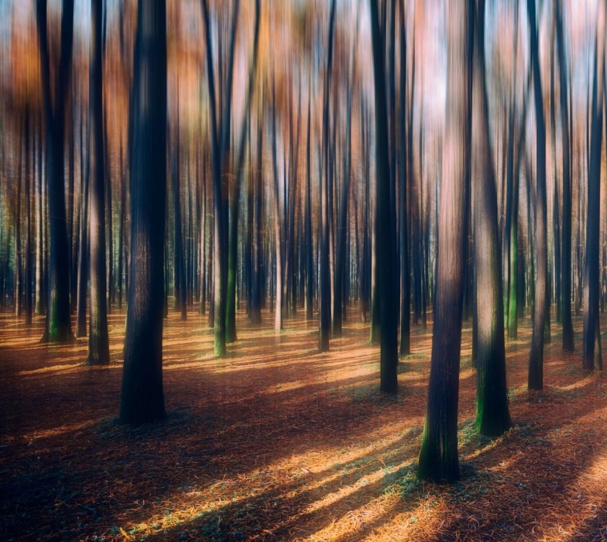 Hallucinatory Forest (spell) - The Authentic D&D Wiki