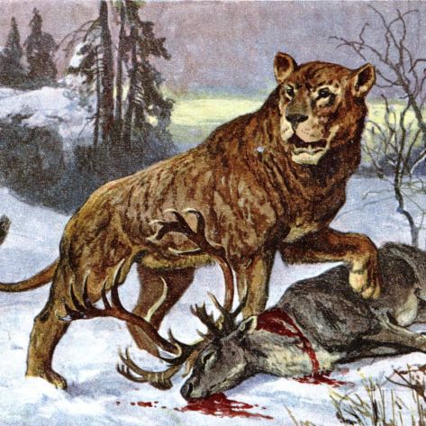 Spotted Lion - The Authentic D&D Wiki